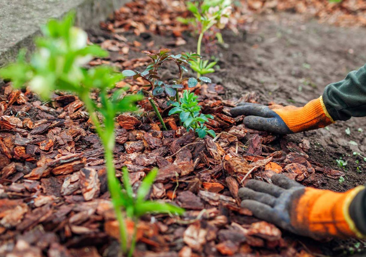 Home | Tree Care Services - Charlie's Tree Services INC